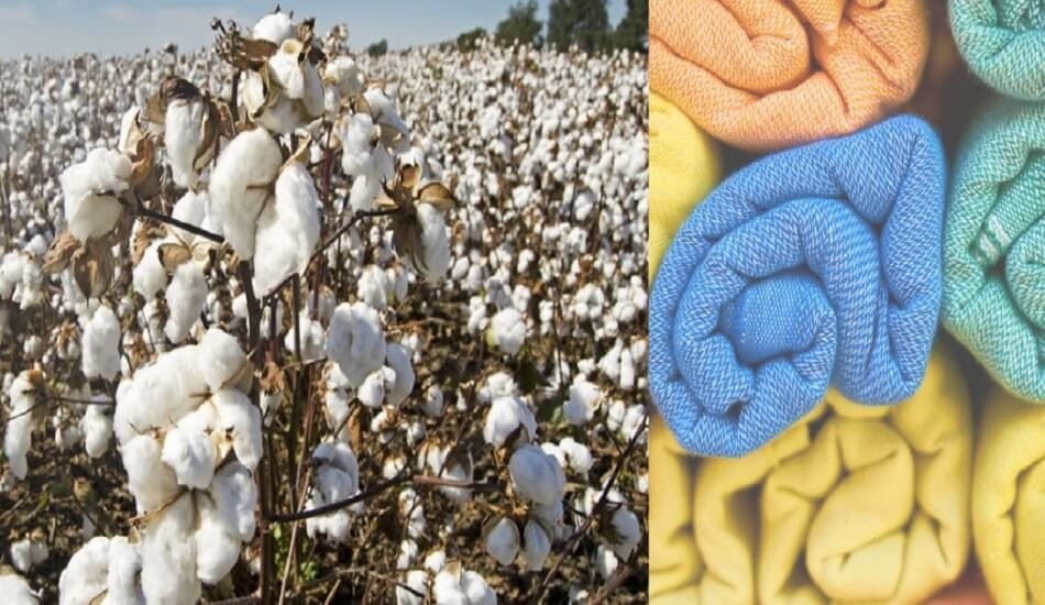CAI estimates India's domestic cotton demand drop nearly by 6% in 2022–23