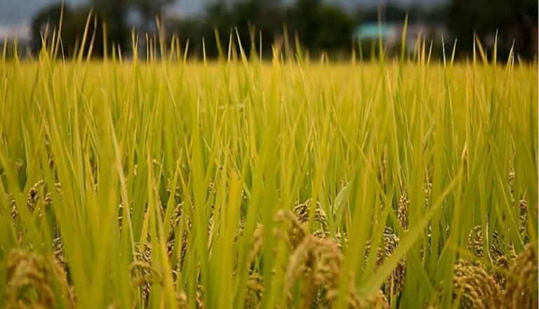 Scientists at IIRR developed paddy varieties that need 30% less phosphorous